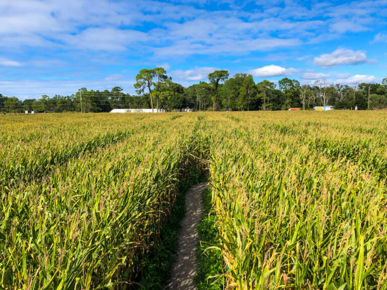 The Ultimate Maze Of Corn At Long And Scott Farms