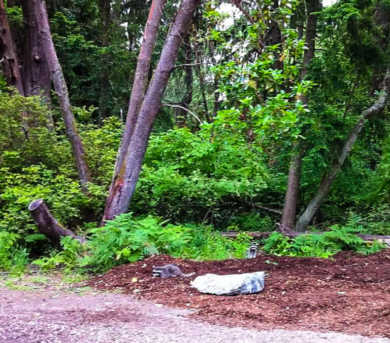15+ Things To Do In Point Defiance Park (Free Ones Too!)